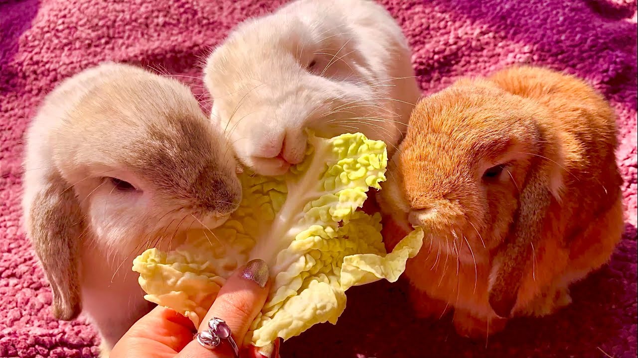 3 Cute and Funny Bunnies Eating Cabbage - YouTube
