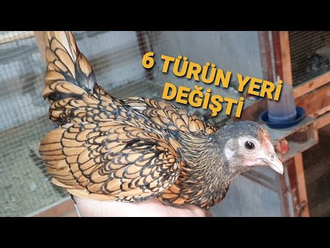 YARKA BAKIM VE EŞLEME SİSTEMİ !!! YENİ YETME ERGENLERİ EŞLEDİM
