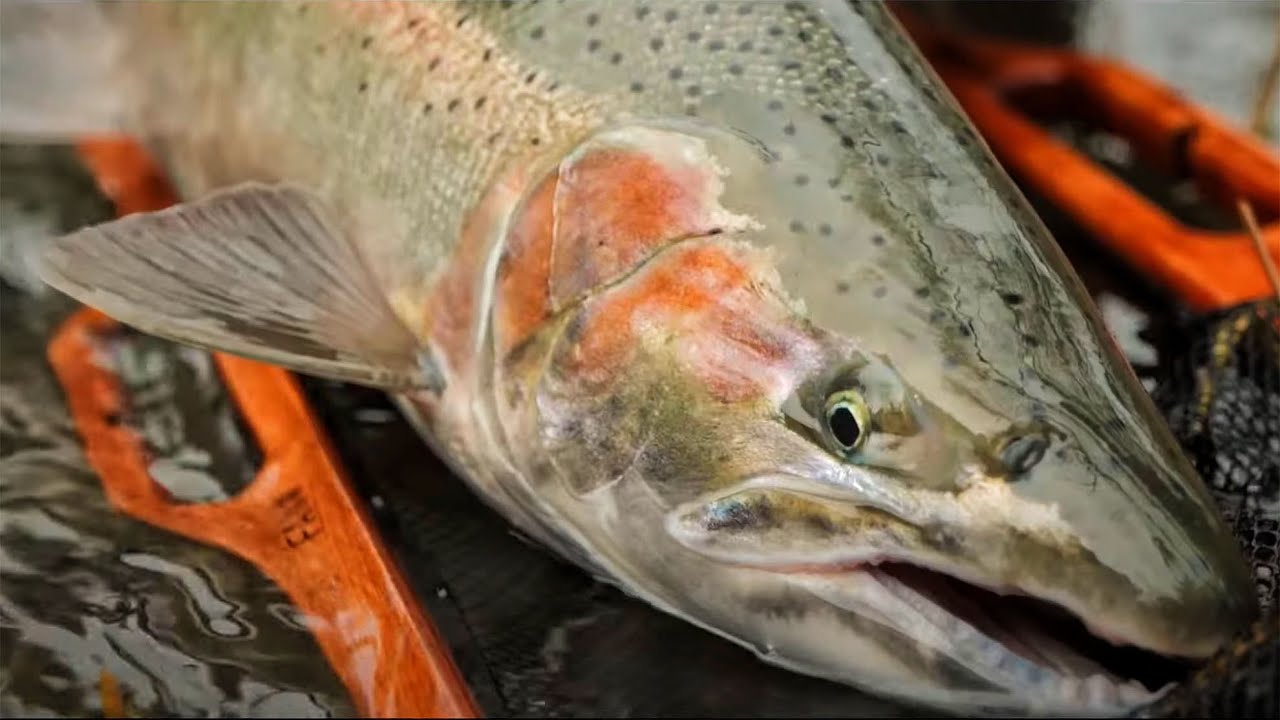 WINTER STEELHEAD Fishing. His BIGGEST Of The Year! - YouTube