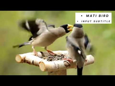 mati bird bird natural bird voice sweet birds voice - YouTube