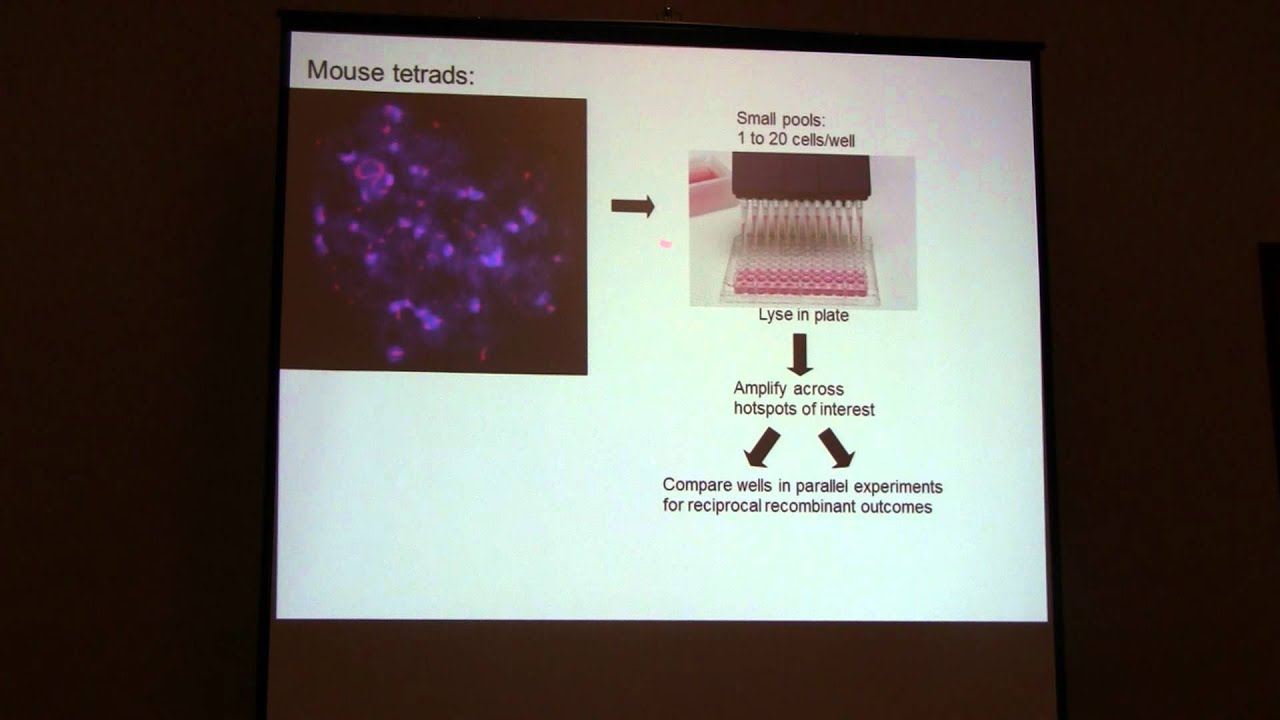 Francesca Cole: Mechanisms and distribution of gene conversion in mouse ...