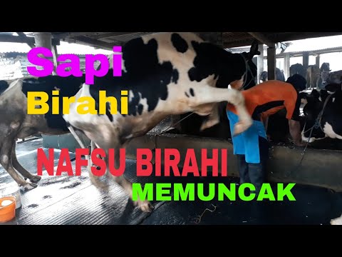 Ciri - Ciri Sapi Birahi ( Minta Kawin )