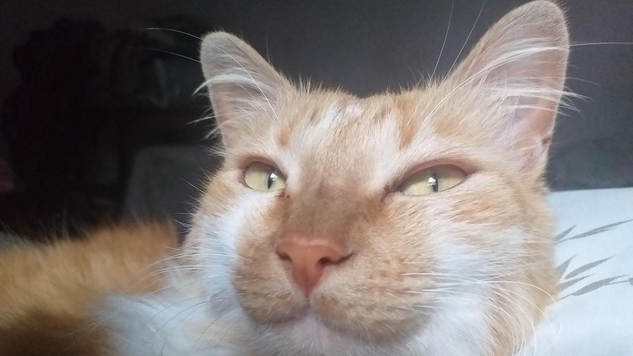 Transmissão ao vivo de GhostBerry - YouTube