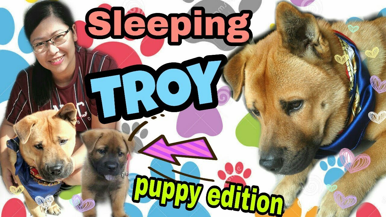 OUR PET DOG, TROY - YouTube