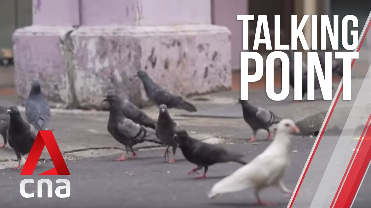 CNA | Talking Point | E20: Controlling Singapore's pigeon population ...