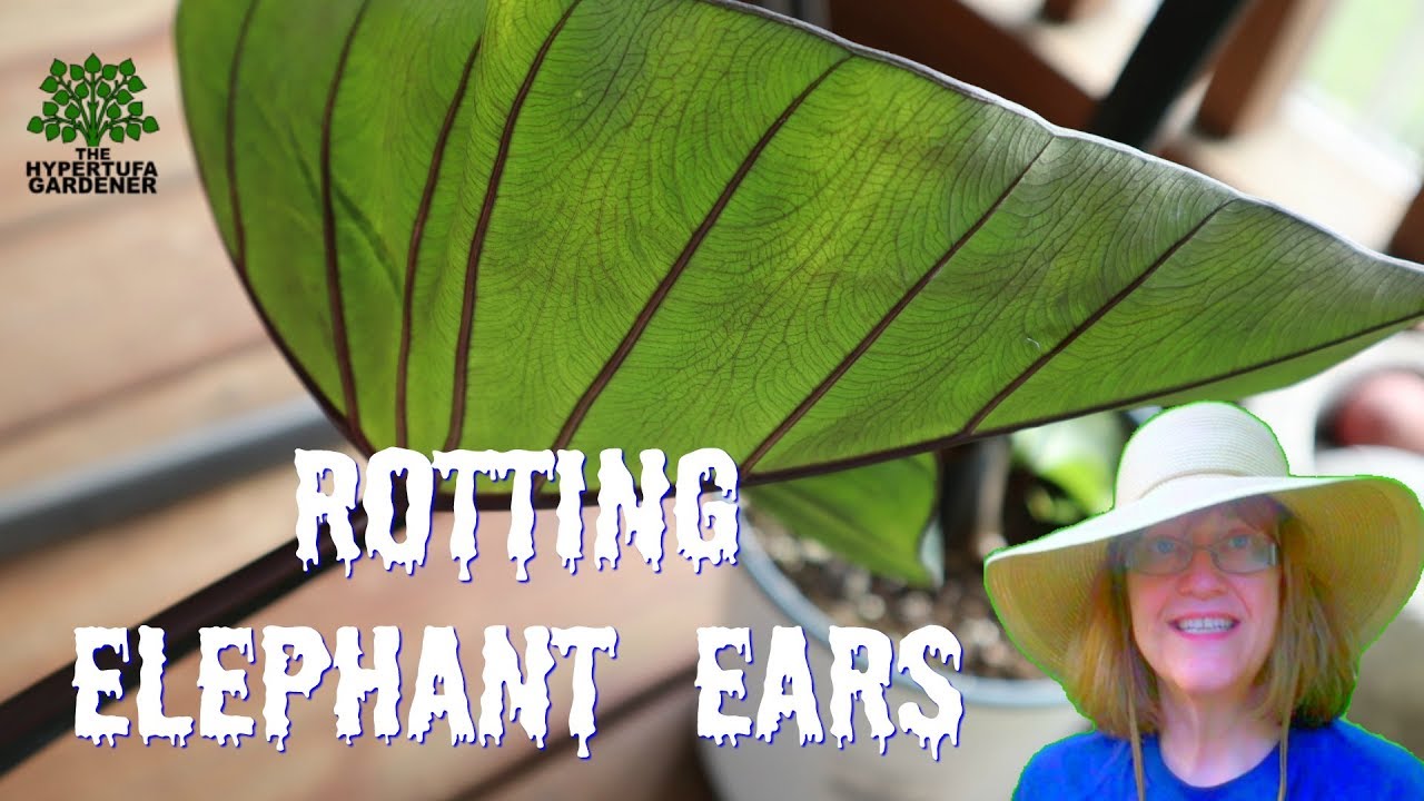 Rotting Elephant Ear Bulb! Out with it! Planting a New One! - YouTube