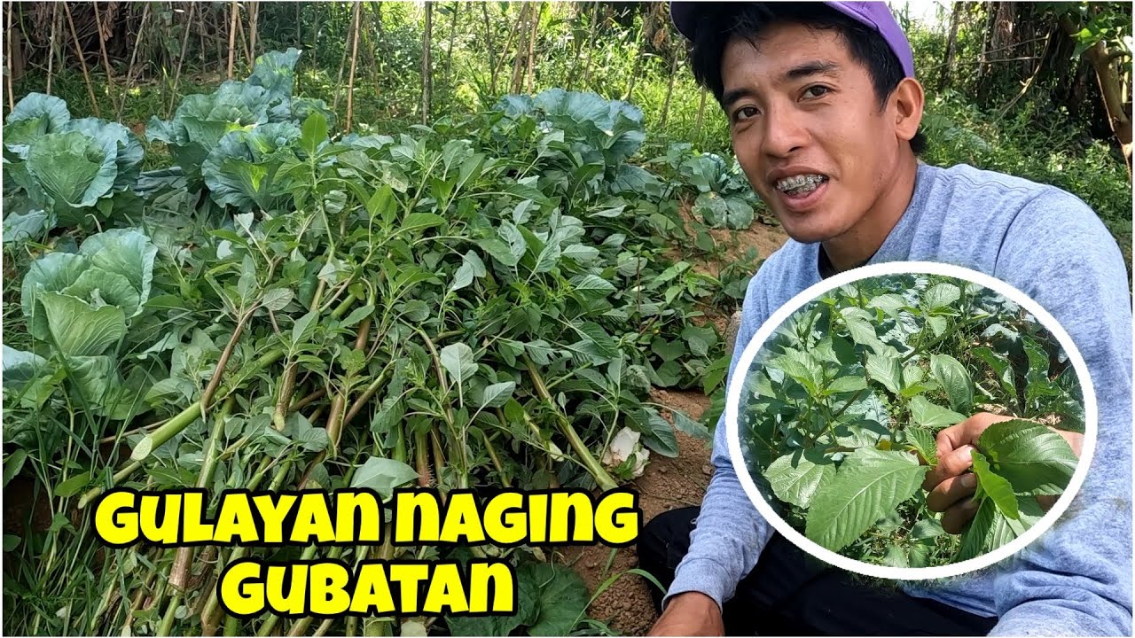HARVEST NG KULITIS?!? : GULAYAN TO GUBATAN REAL QUICK, PAGPATPAT SA ...