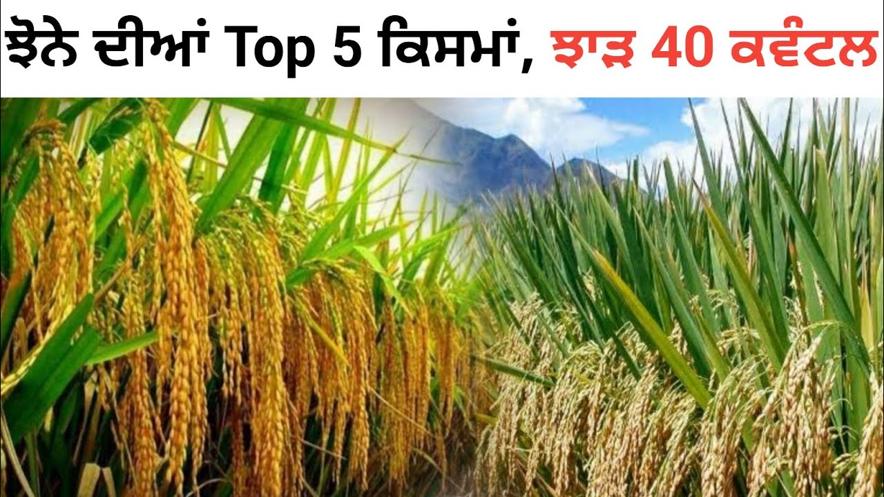 Top 5 Paddy varieties yield 40 Quintal - YouTube