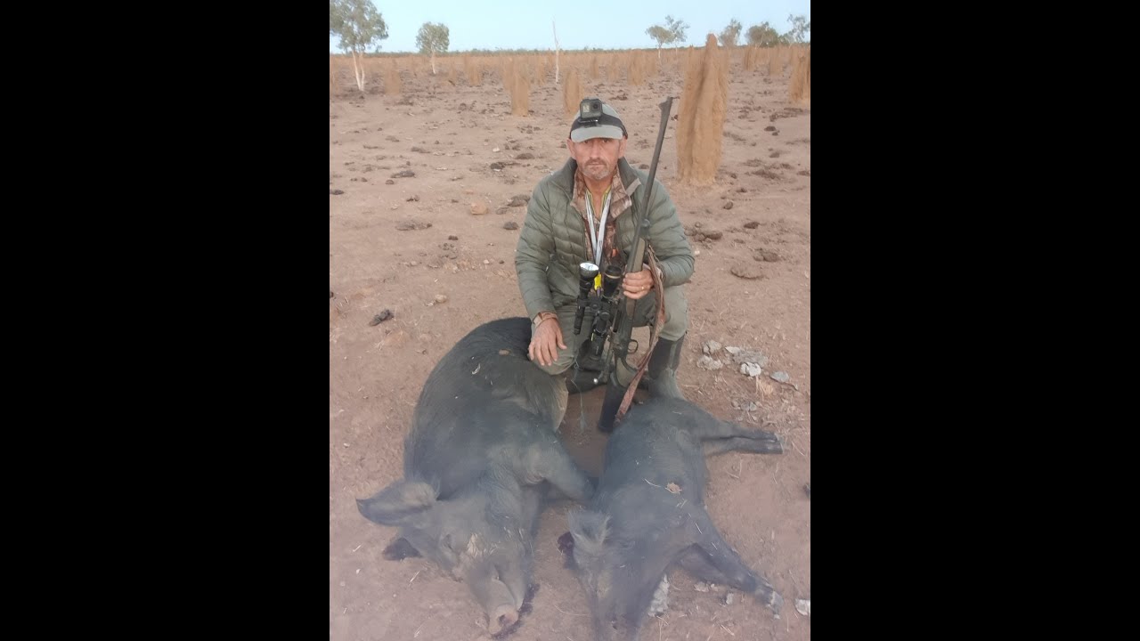 Hunting wild pigs in the Northern Territory 2019 - YouTube