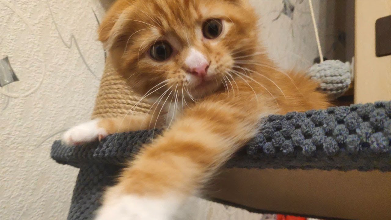 Cheerful funny kitten is having fun playing - YouTube