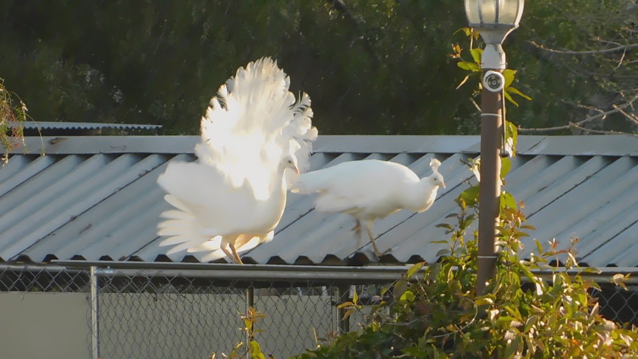 Cooper's Hawks, WhiteTailed Kite, Speedy, Fluffy, Peacocks,Park Birds ...