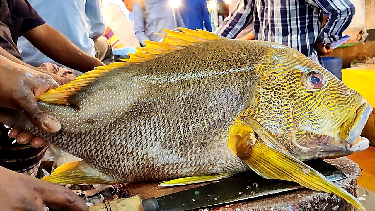 Amazing Big Mutton Snapper Fish Cutting In Bangladesh Fish Market ...