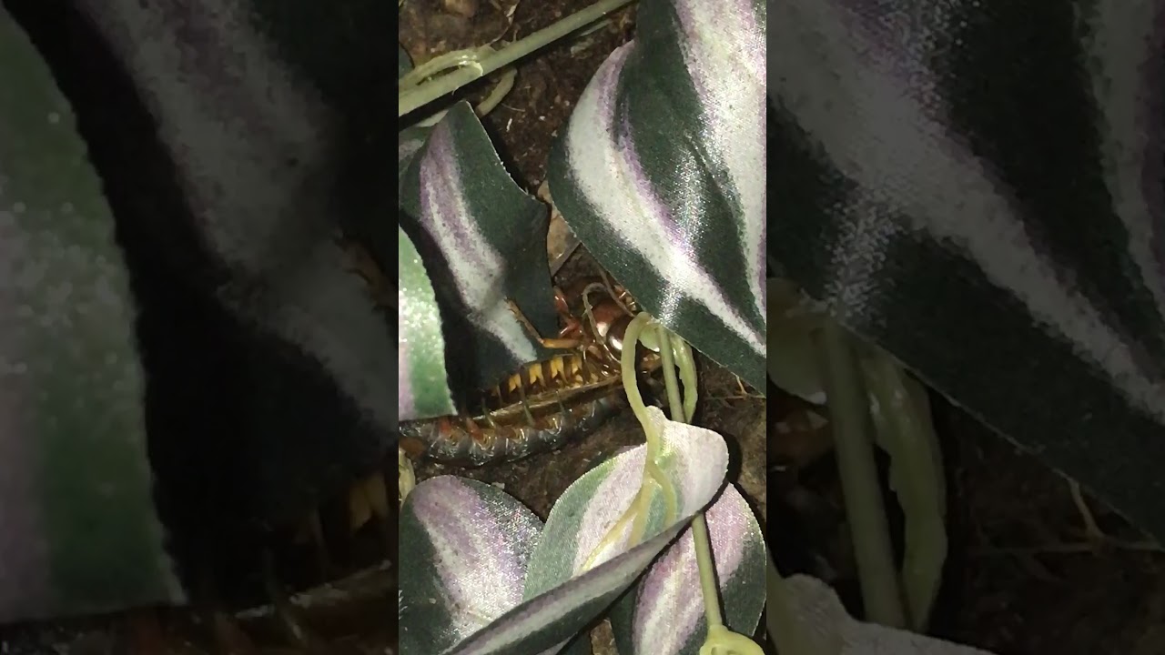 Giant Centipede from Caribbean feeding (Scolopendra sp. Puerto Rico ...