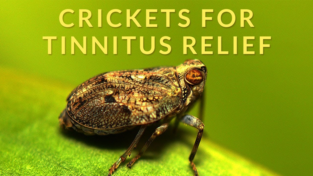 TINNITUS SOUND THERAPY | Cricket Sounds The New Cure For Tinnitus - 1 ...
