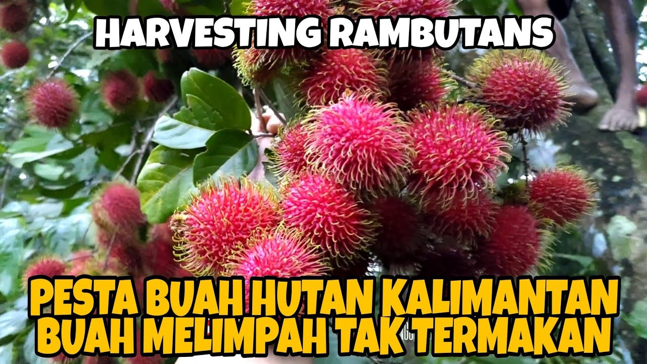 PESTA PANEN BUAH RAMBUTAN HUTAN KALIMANTAN | BUAH TAK HABIS HABIS - YouTube