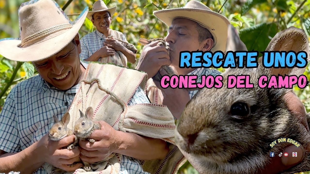 RESCATE unos CONEJOS BEBÉS del monte estaban solos | No podía dejarlos😢 ...