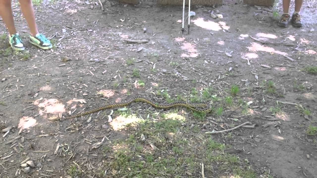 A Wiggly Stick Wakes Us Up - YouTube