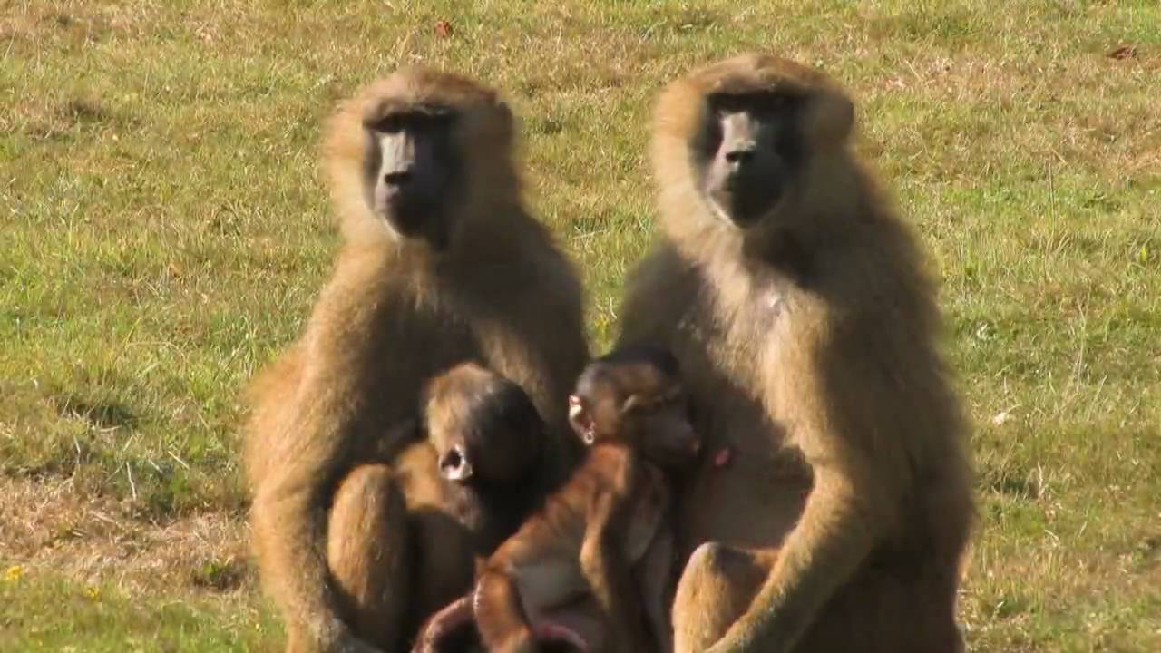 AMAZING Funny and Cheeky Monkeys! - YouTube