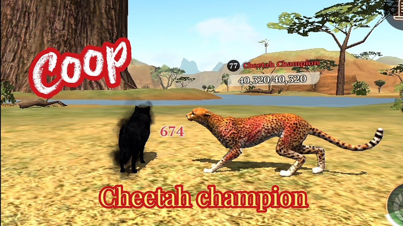 the wolf - Cheetah champion #thewolf - YouTube