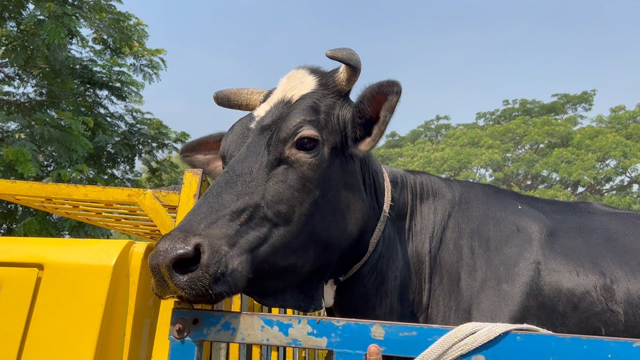 cow unloading, cow videos, cow video, big cow, goru hamba cow, Ep - 262 ...