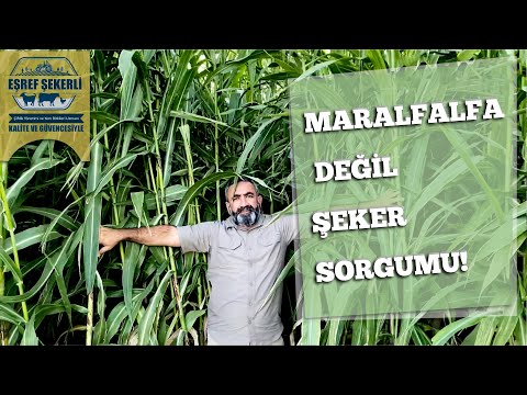 Maralfalfa Değil Şeker Sorgumu! #ŞekerSorgumu