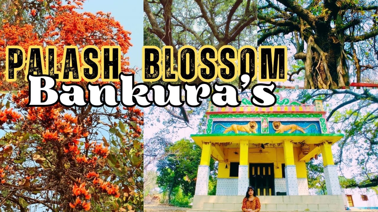 Witnessing The Palash Blossom In Bankura | Best Place In Bankura | Jhuma Acherjee - YouTube