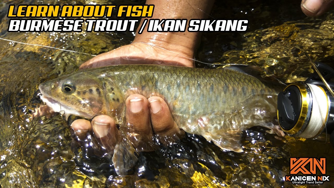 LEARN ABOUT FISH - BURMESE TROUT / IKAN SIKANG / MALAYAN TROUT - YouTube