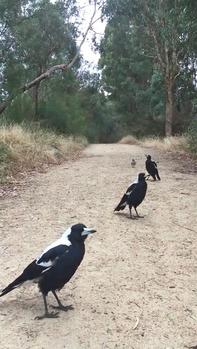 Magpie sounds like Star Wars robot #shorts #shortsfeed #shortsvideo ...