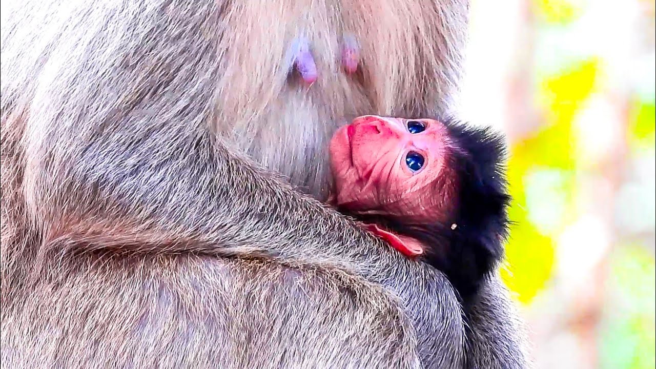Congret.!! the youngest monkey give birth a first baby look so cute and ...