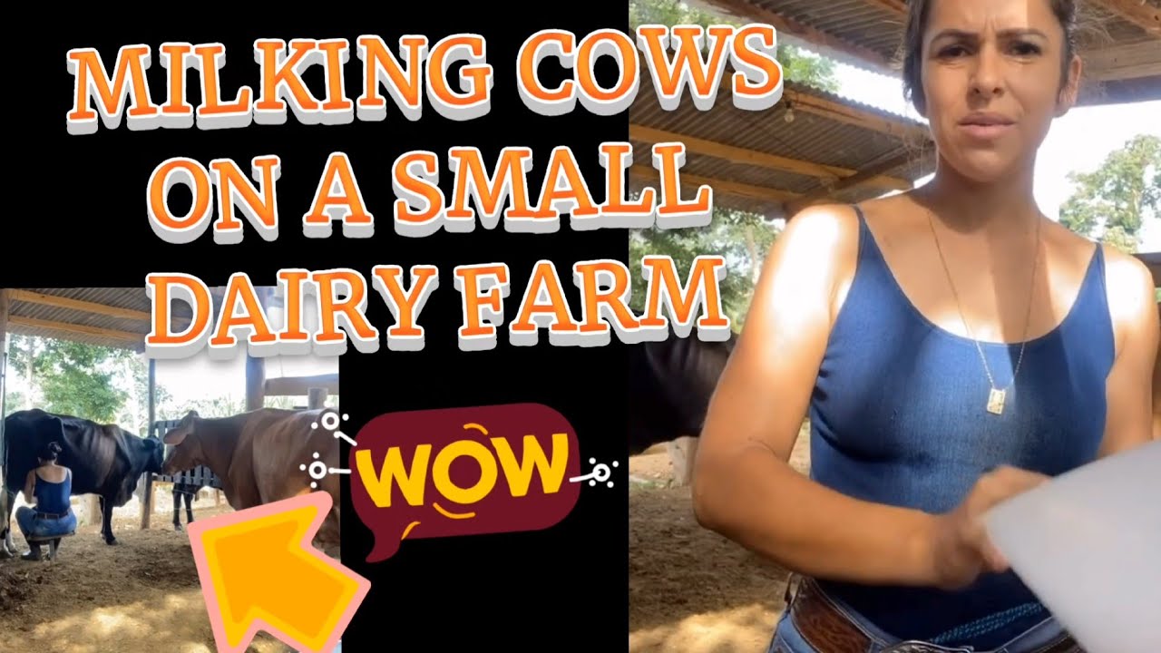 milking cows on a small dairy farm 😧How to Milk a Cow by Hand - YouTube
