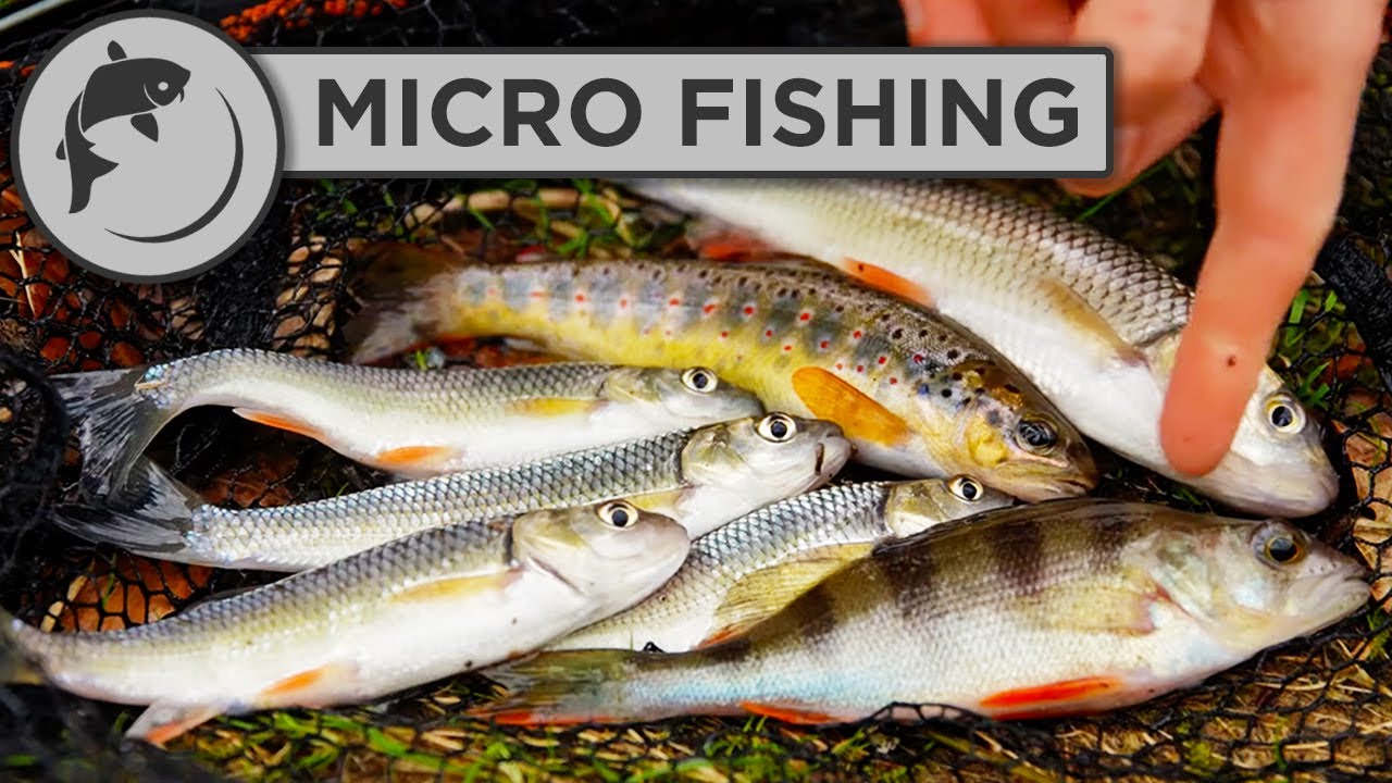 An Introduction To Micro Fishing - Multi Species Stream Adventure - YouTube