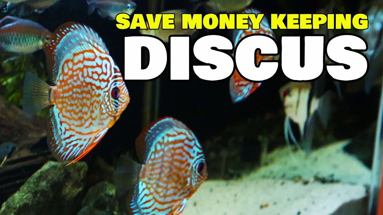 Making Discus keeping more affordable - YouTube