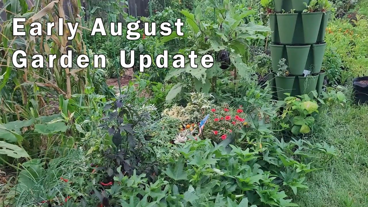 Garden Update For Early August It's A Jungle Out There - YouTube