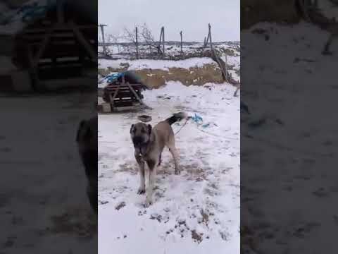 Kangal camiasına barış çiçekten kısa ve net cevap