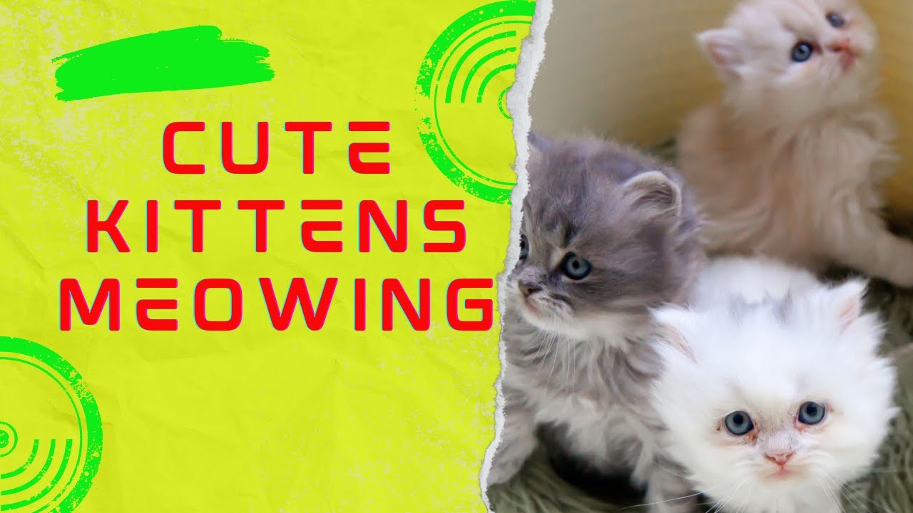 Baby kitten meow very loud at home - YouTube
