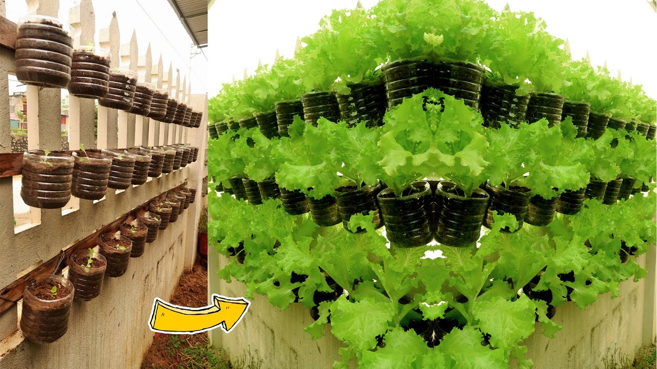 Very cute "mini vegetable garden" from recycling plastic bottles, not ...