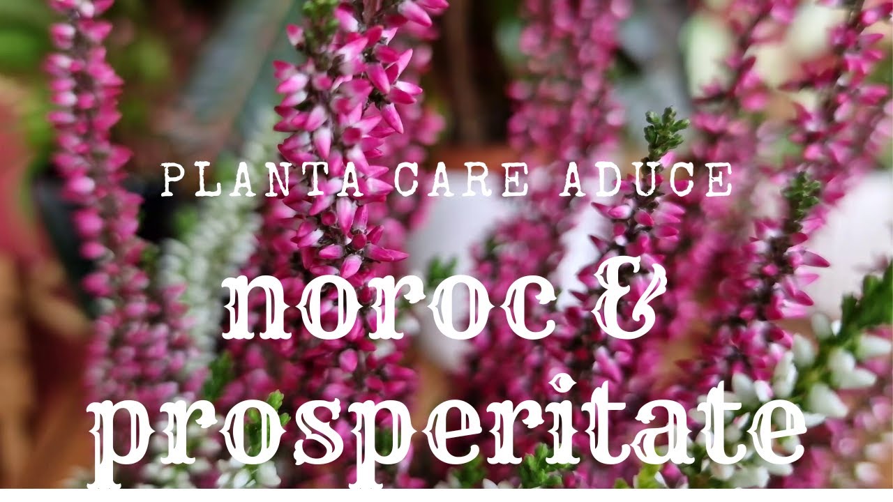 Planta care aduce Noroc si Prosperitate - YouTube