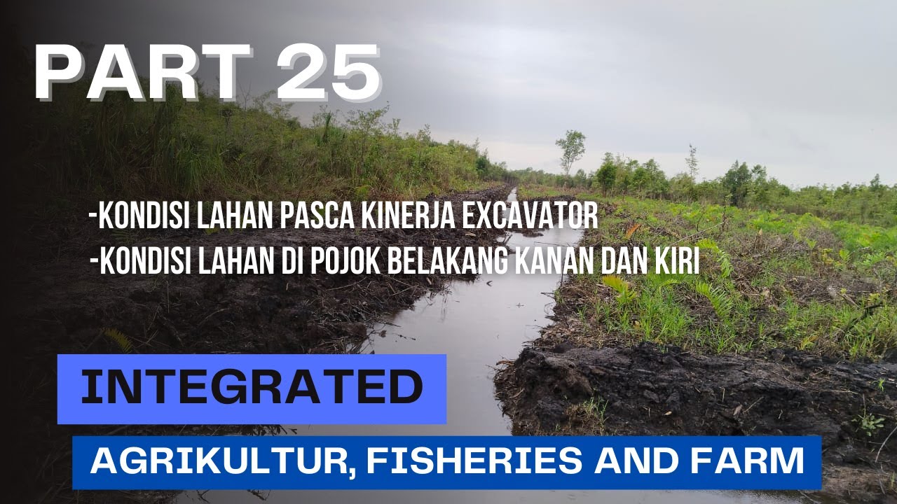 Pengelolaan Lahan Pertanian Pasang Surut Part 25, Kondisi Lahan Pasca ...