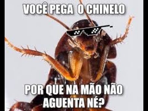 A barata voadora. - YouTube