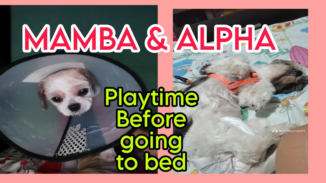 Mamba And Alpha Playtime Before Bed| By Melba Areja - YouTube