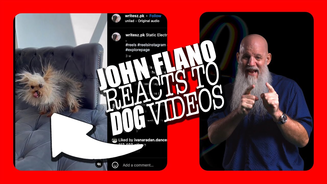 CUTE OR SAD? - John Flano (The Original K9GURU) comments on viral dog ...