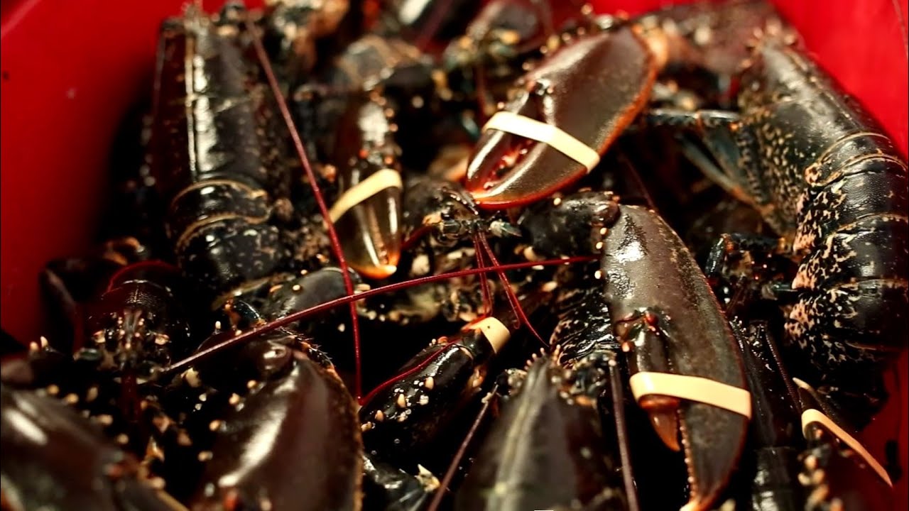 Hannigan Live Irish Shellfish - YouTube