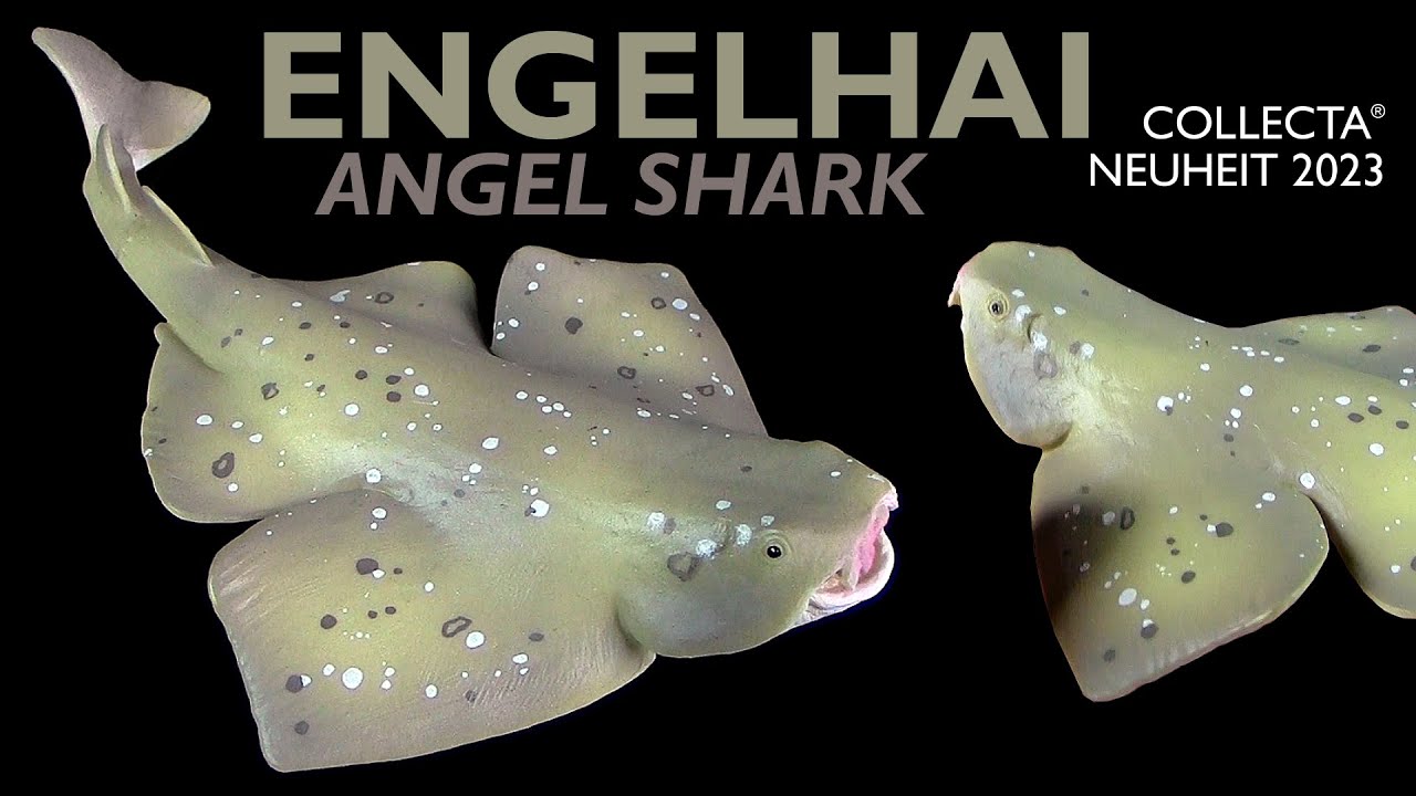 Collecta ® Engelhai / Angel Shark / Meerengel - Neu 2023 New - Review ...