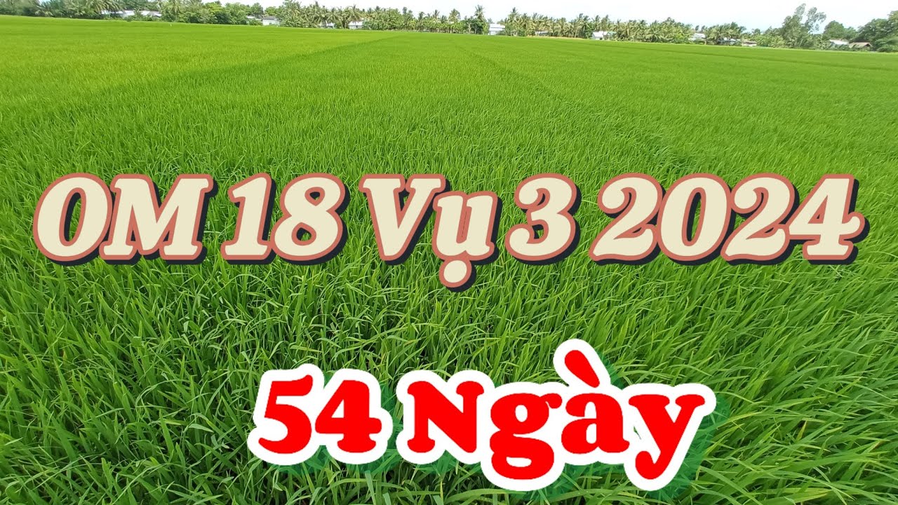 OM 18 54 NGÀY VỤ THU ĐÔNG 2024 | nguyễn tới st - YouTube