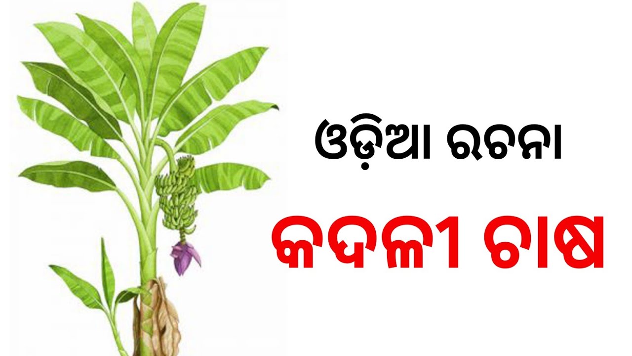 କଦଳୀ ଚାଷ || kadali chasa rachana || banana tree essay || banana ...