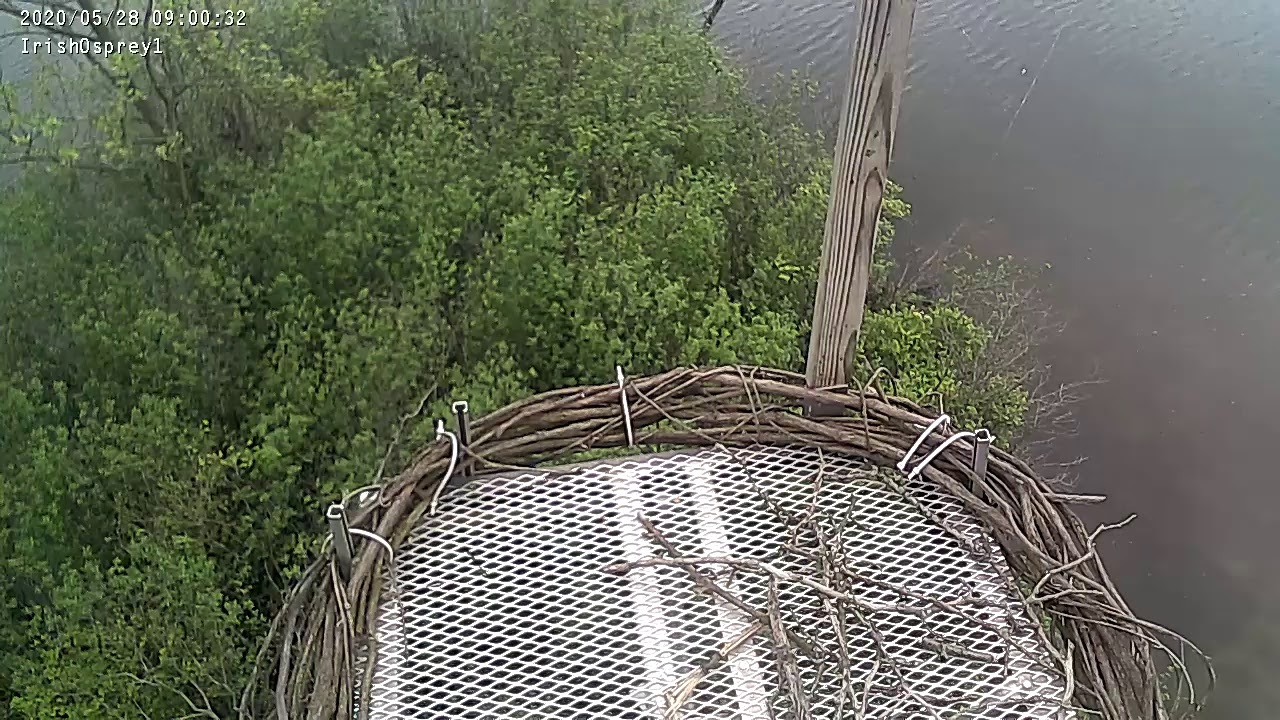 Irish Lake Indiana Osprey Cam Live Stream - YouTube