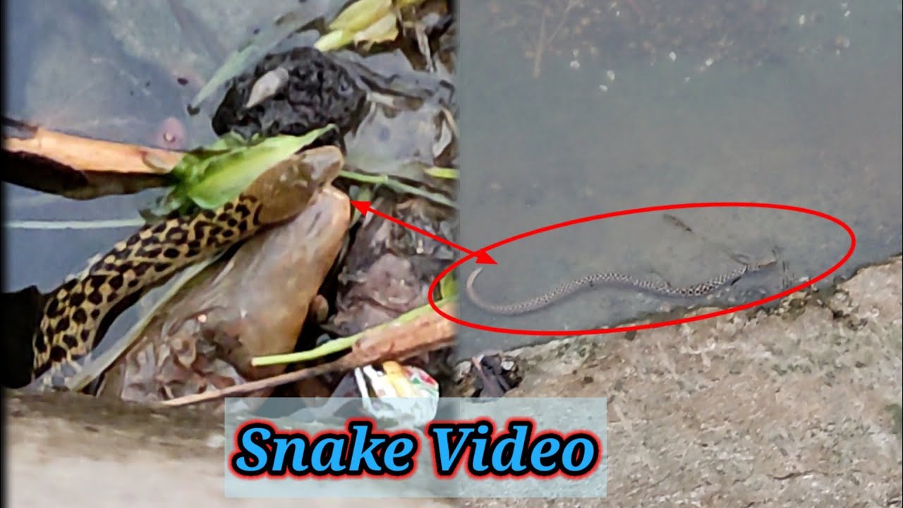 Snake // Pani Se Bahut Bada Snake Nikla // Snake Video🐍🐍🐍🐍😯😯😯😮😮😮😮 - YouTube