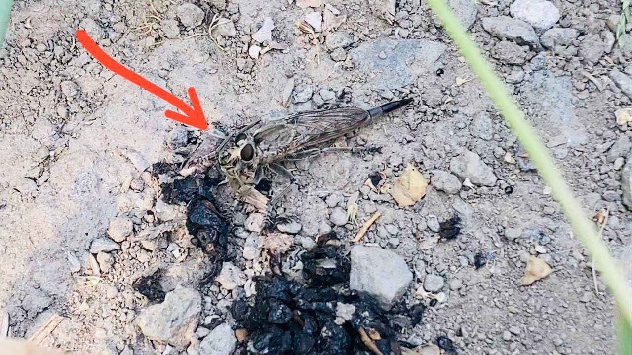 Cat poop attracted a robber fly. - YouTube