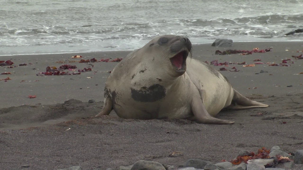 viaje a la antartida base artigas - YouTube