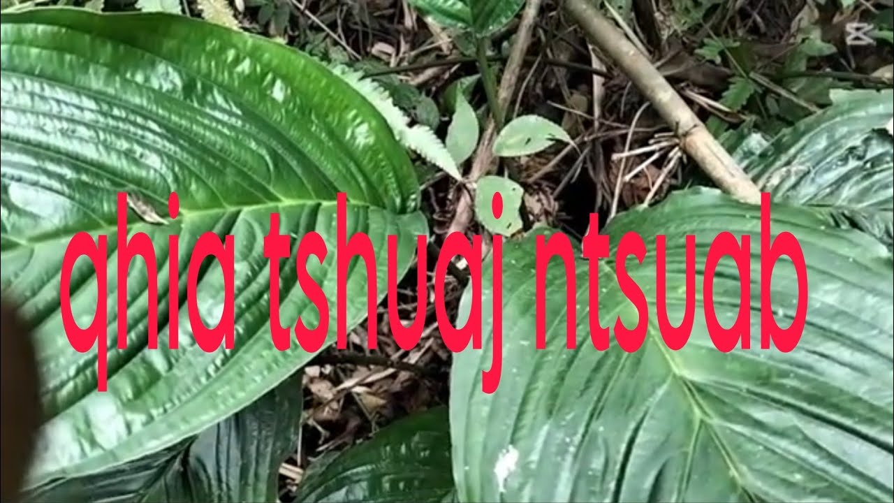 qhia tshuaj ntsuab pab tau zoo - YouTube